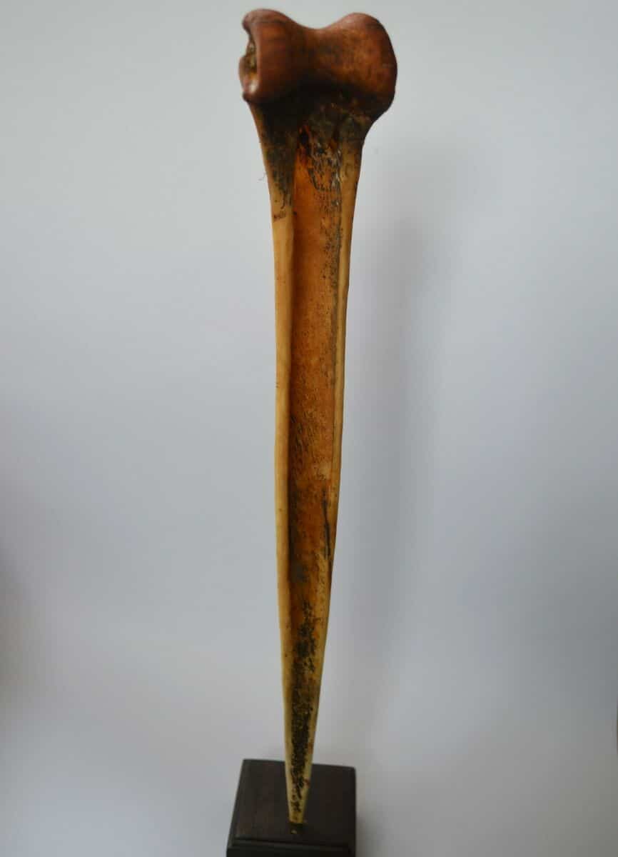 Tribal Cassowary bone Dagger Papua new guinea Oceanic Polynesian ...